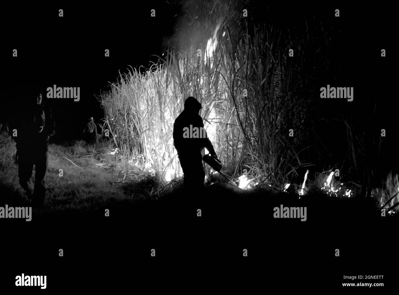 Sugarcane plot hi-res stock photography and images - Alamy
