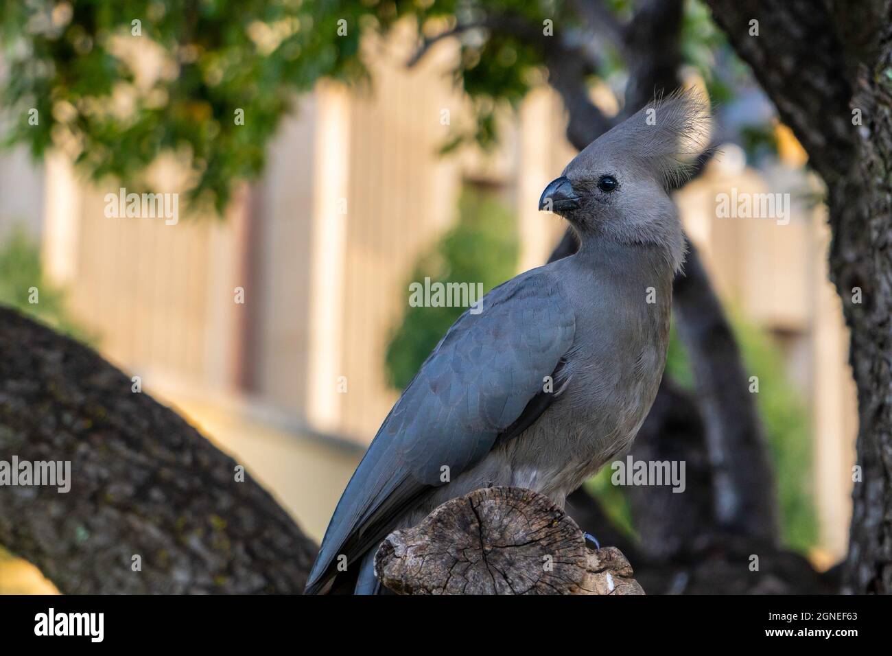 Claws bird close up hi-res stock photography and images - Alamy