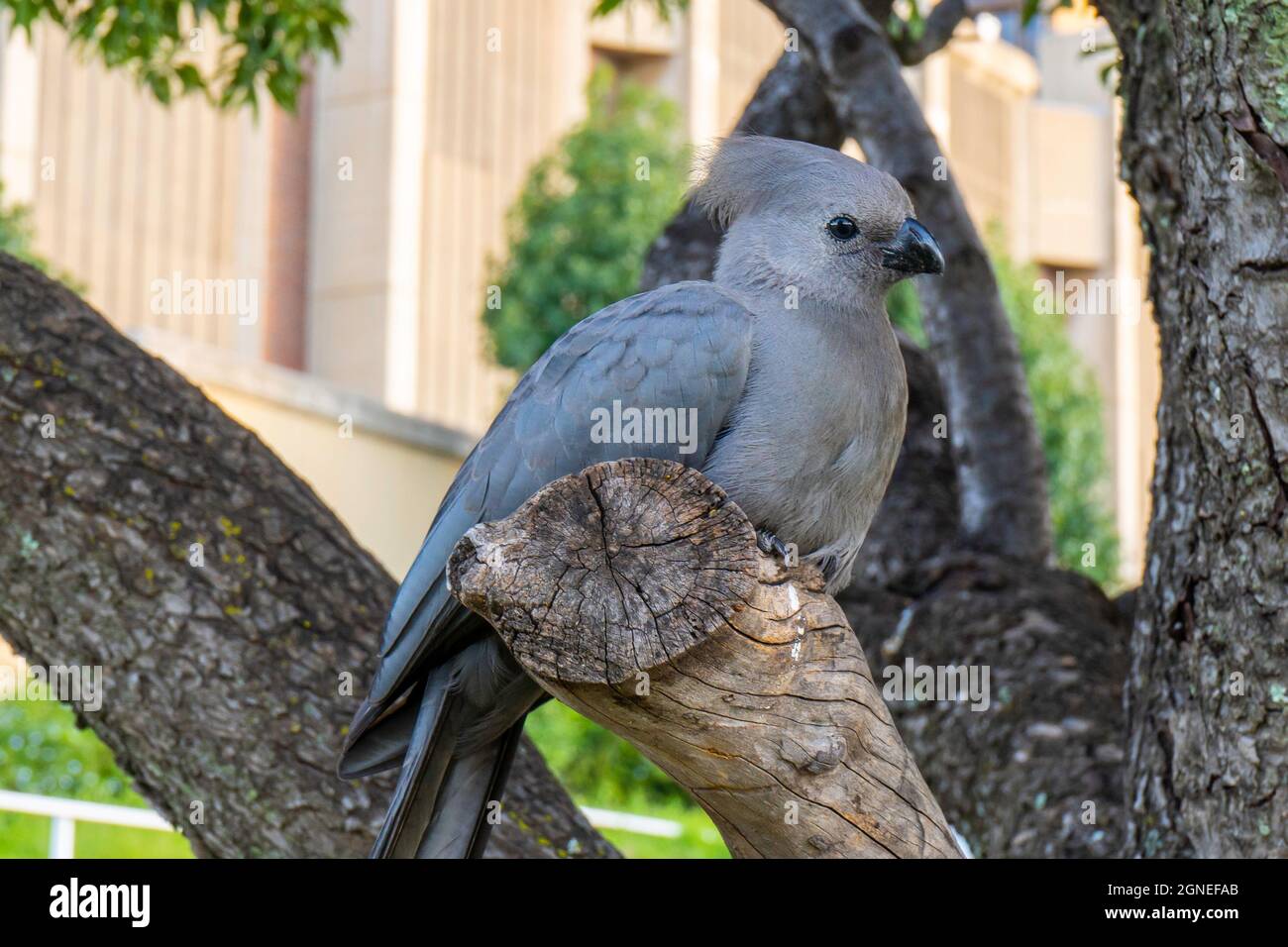 Close up shot of a Grey go-away Bird, Grey Lourie, perched on a tree ...