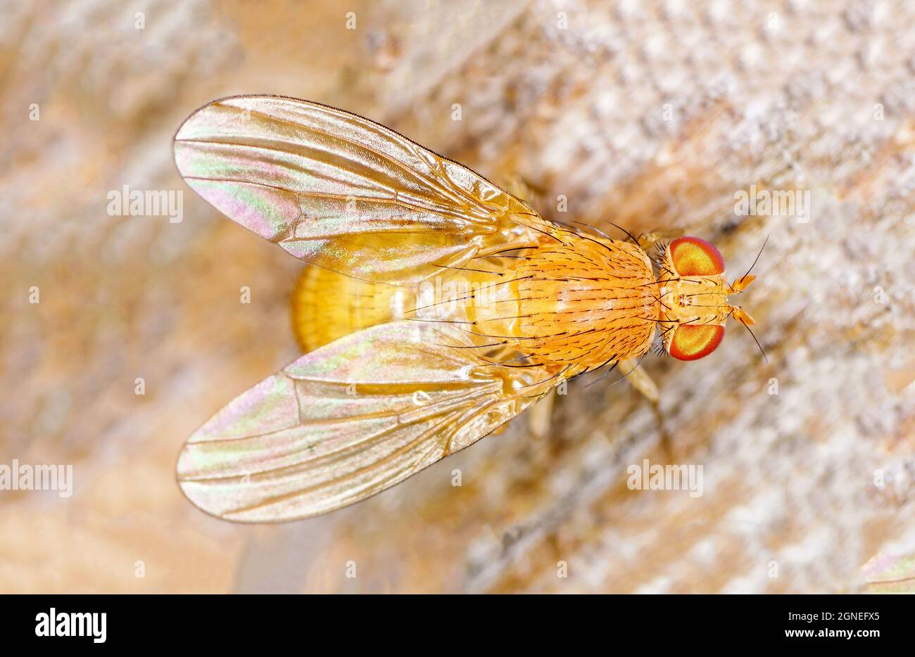 Fruit fly drosophila melanogaster hi-res stock photography and images ...