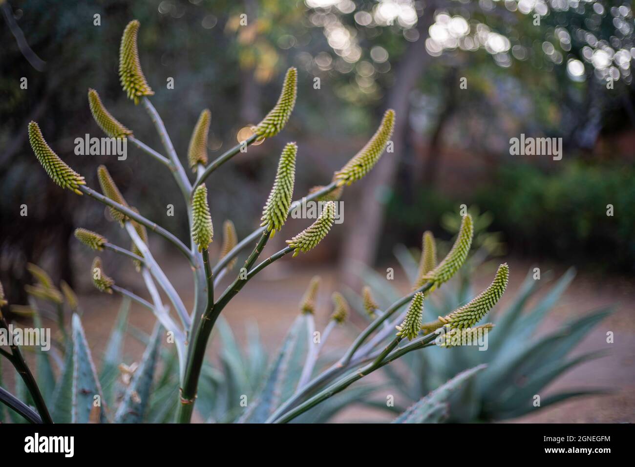 Yellow aloe flower in bloom in the Kruger Park, South Africa. Aloe's ...