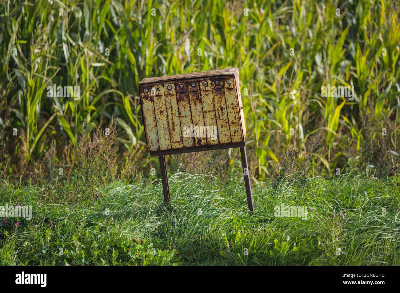 an old rusty yellow mailbox by a corn field on a sunny day and a long ...