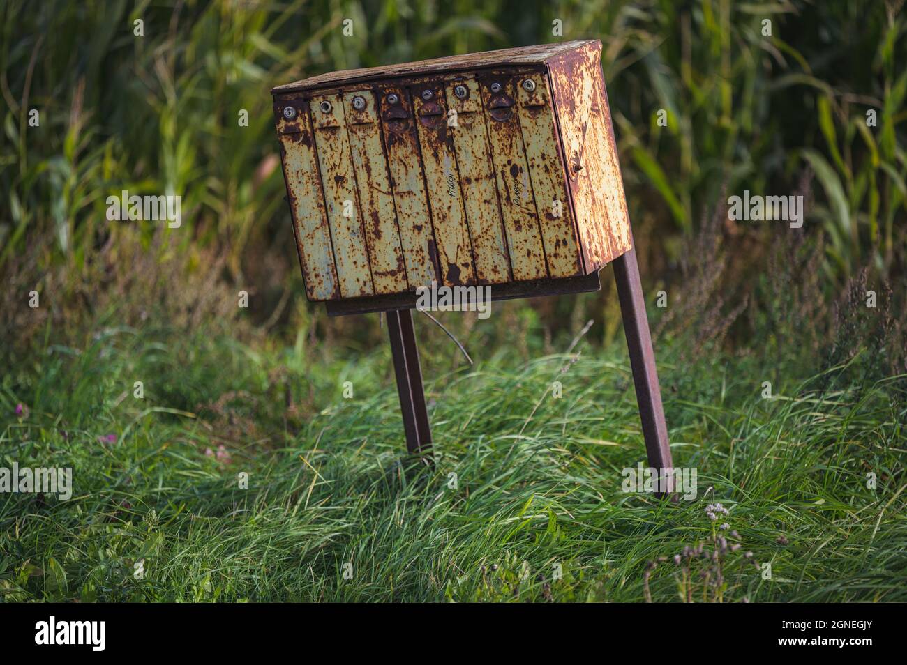 Area of long grass for wildlife hi-res stock photography and images - Alamy
