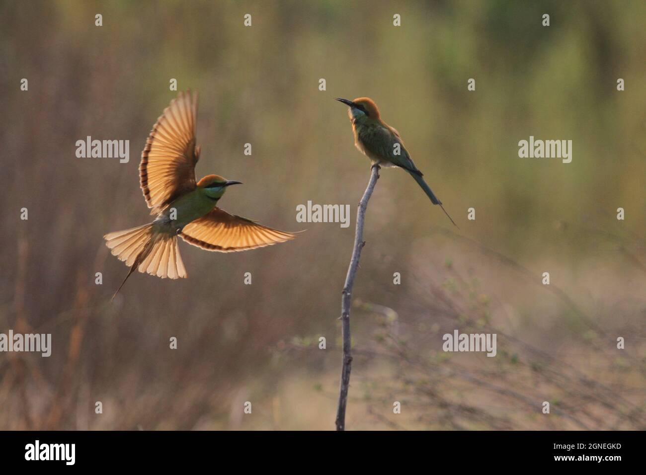 Flying bird photography in Ho Chi Minh city southern Vietnam Stock ...