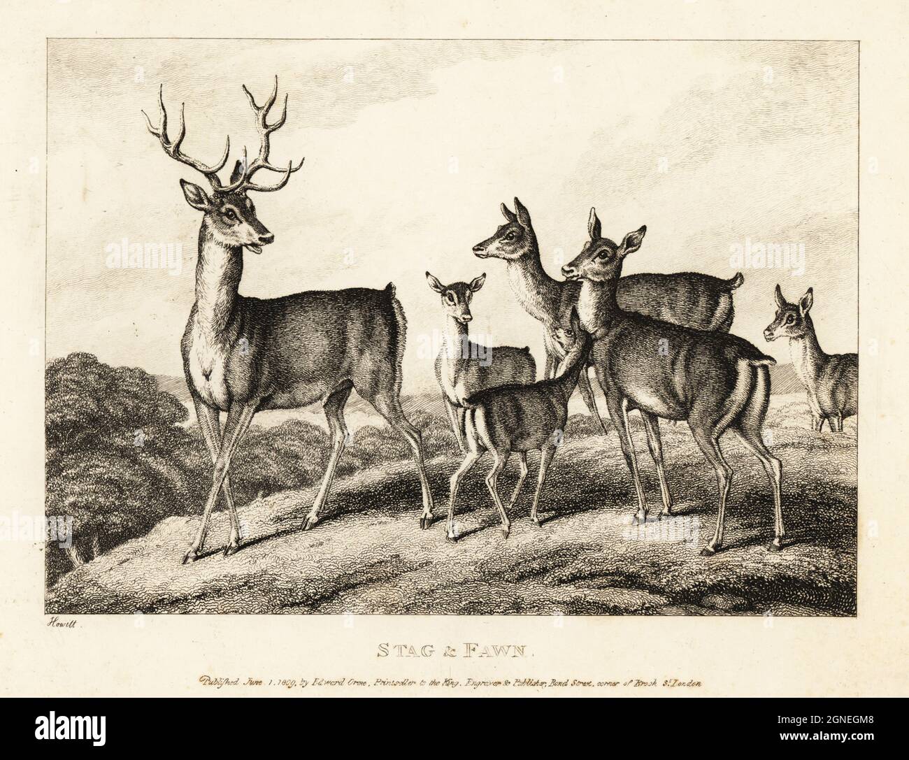 Fable animals hi-res stock photography and images - Alamy