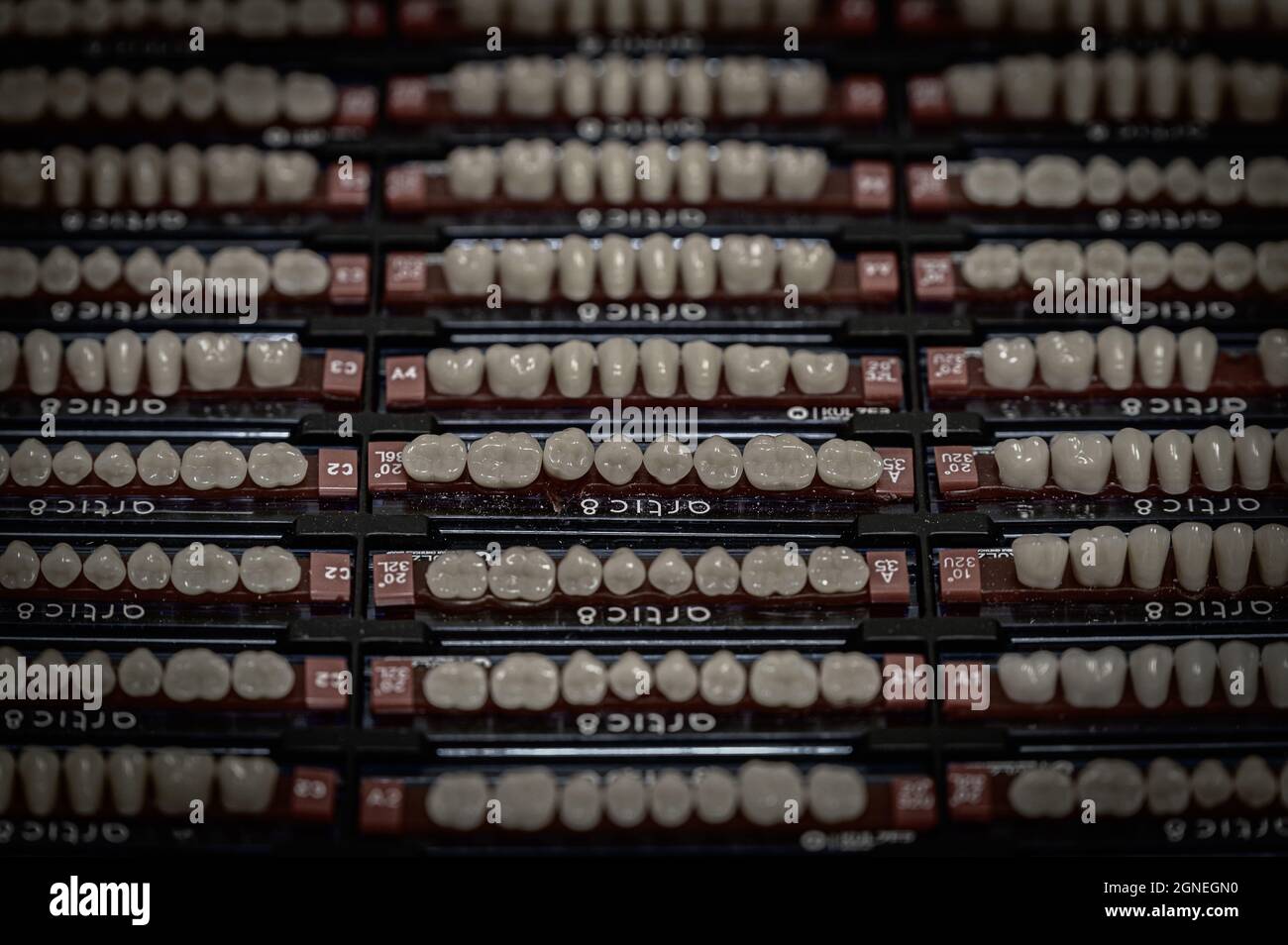 samples of human artificial teeth for a dental technician to create a ...