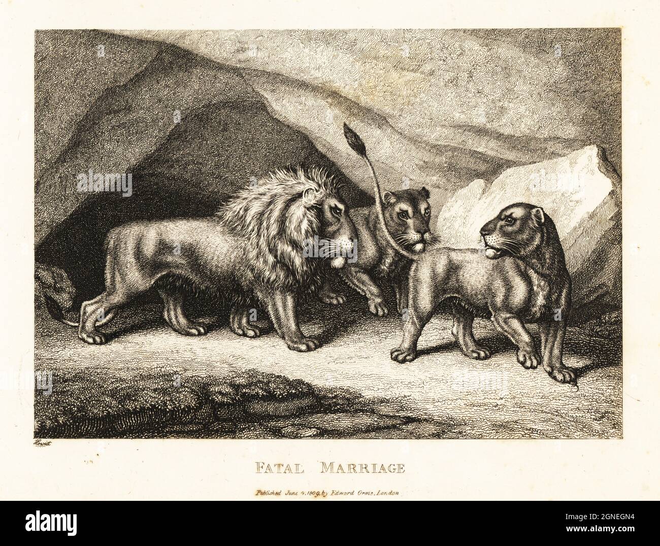 The fable of the lion and the mouse hi-res stock photography and images ...