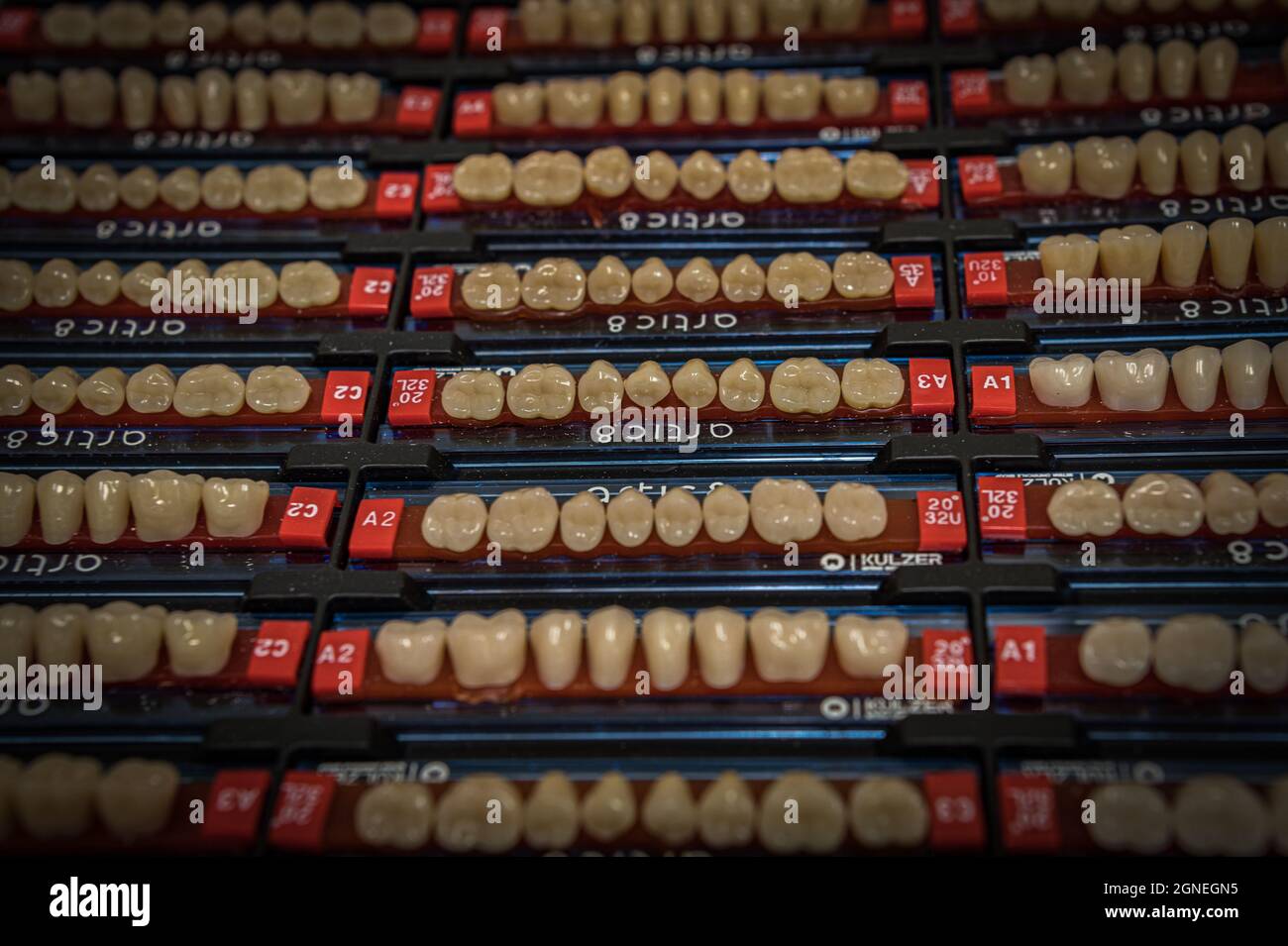 samples of human artificial teeth for a dental technician to create a ...