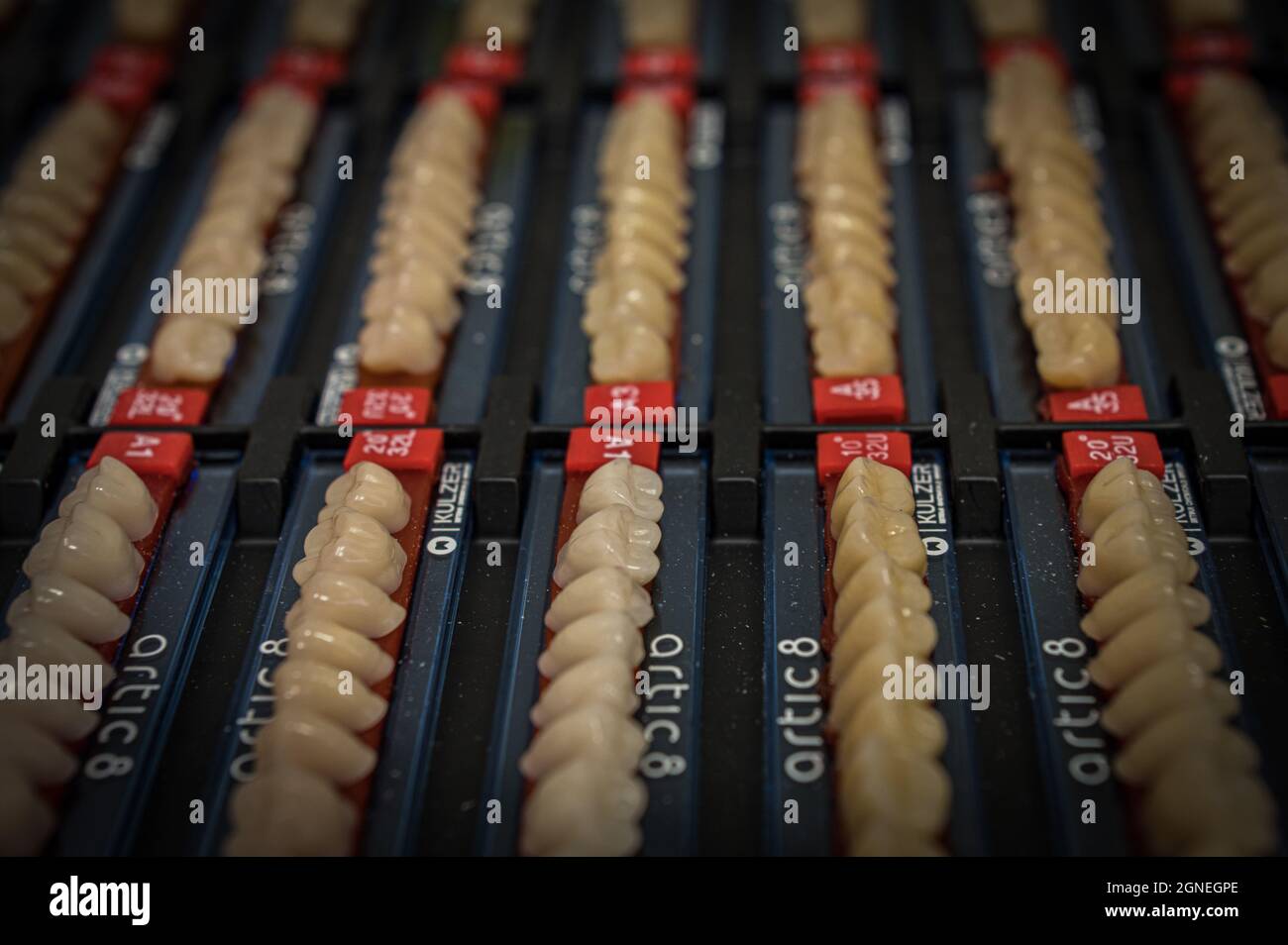 samples of human artificial teeth for a dental technician to create a ...