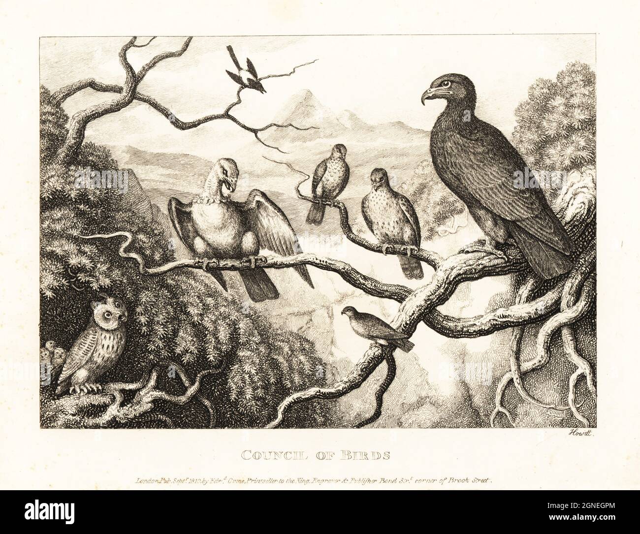 An eagle presides over a court of birds in a tree .A magpie, owl ...
