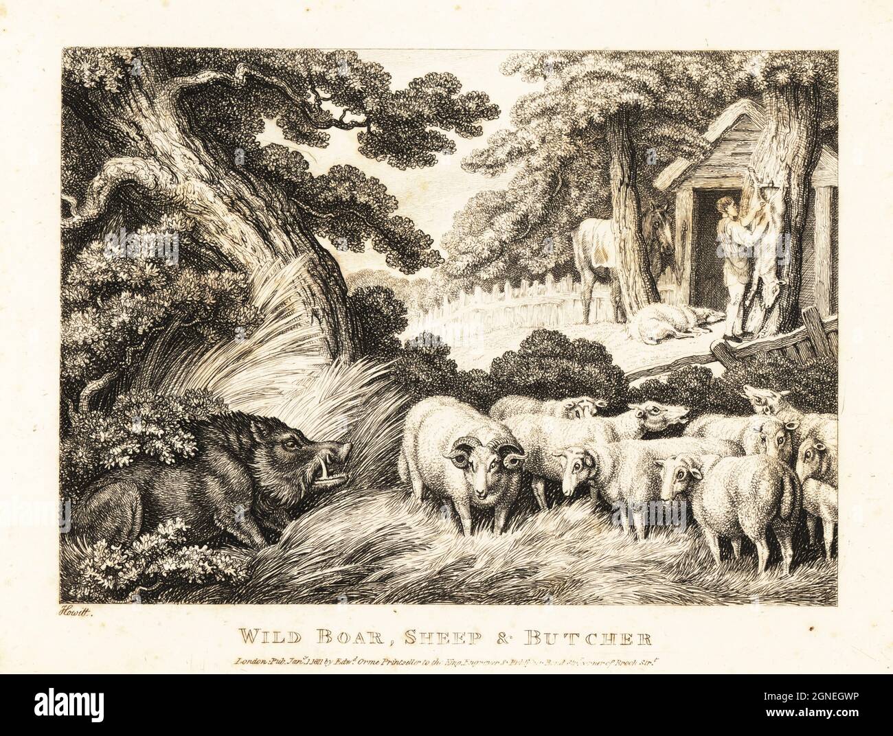 Aesop illustration hi-res stock photography and images - Alamy