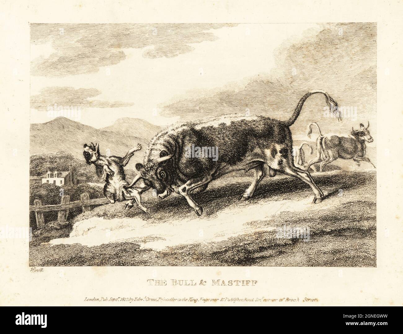 Death animals hi-res stock photography and images - Alamy