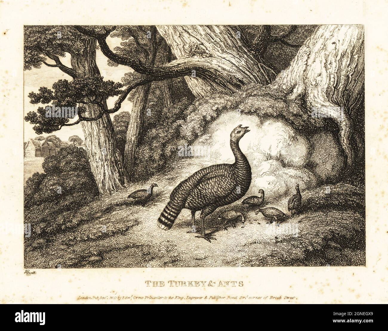 Hen of the woods illustration hi-res stock photography and images - Alamy