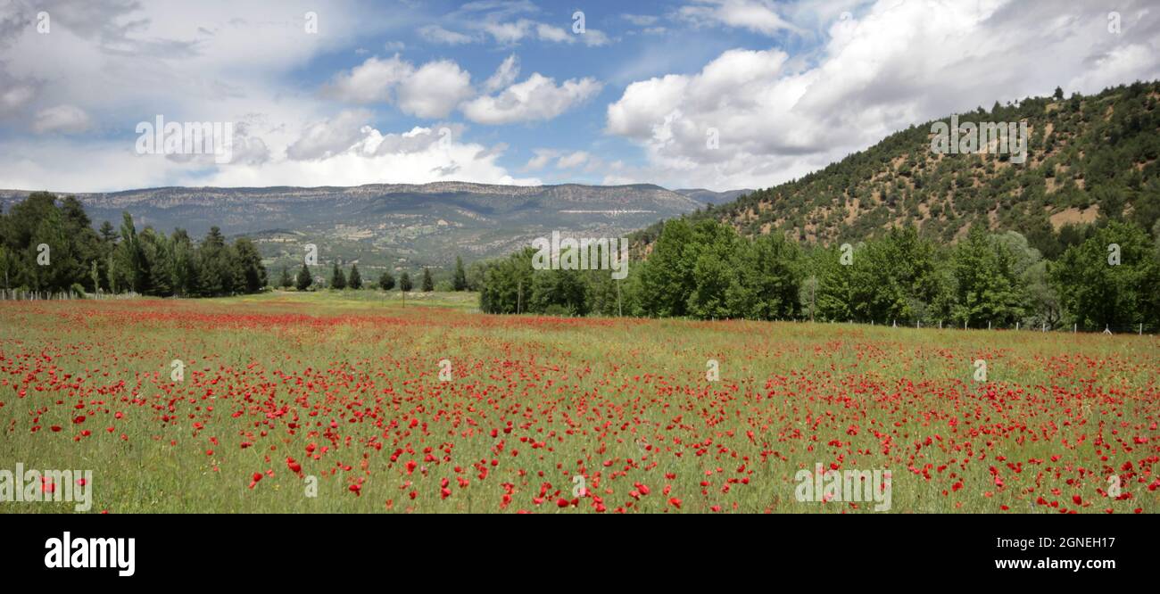 poppy flower field in a spring Stock Photo - Alamy