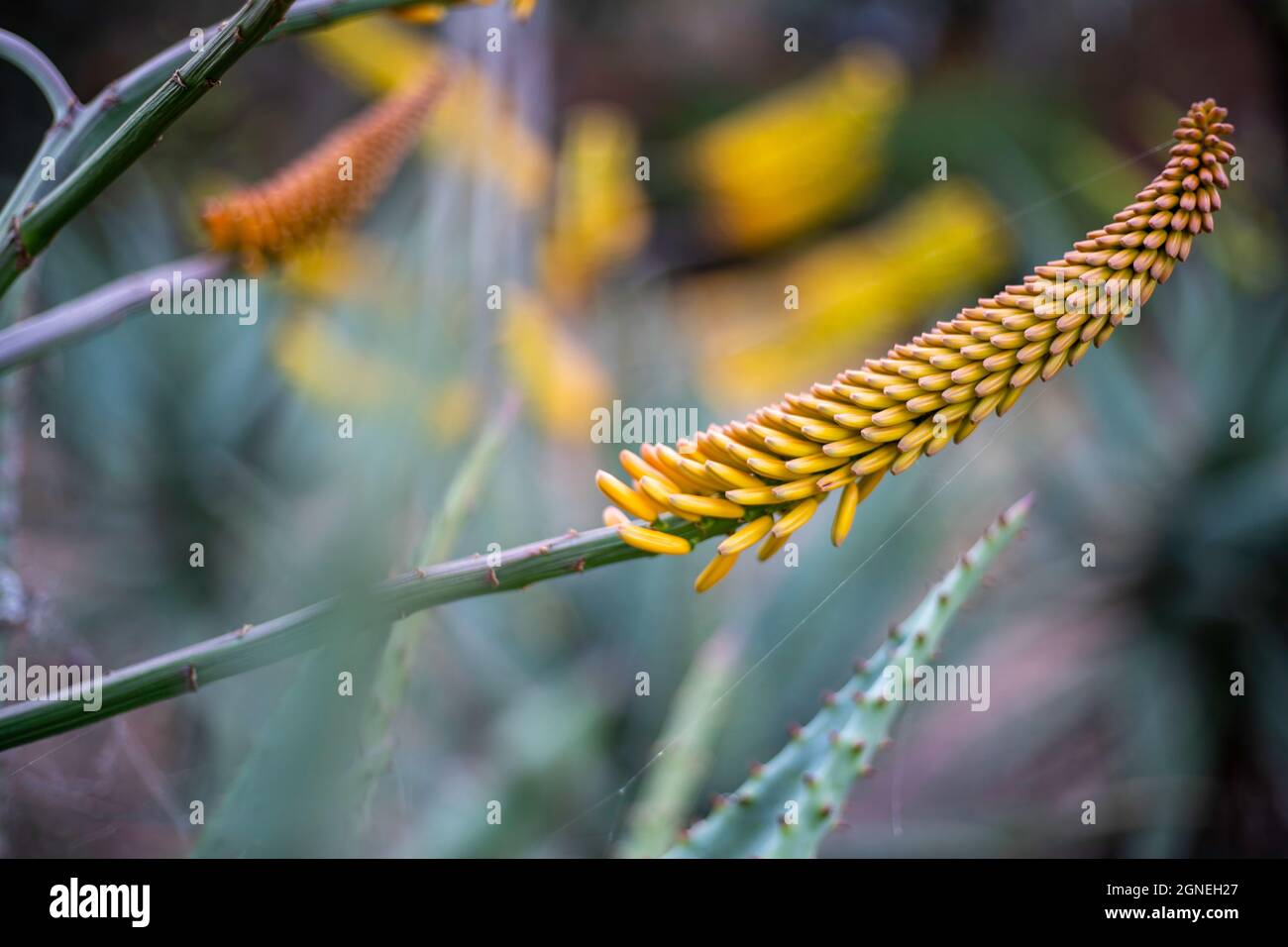 Yellow aloe flower in bloom in the Kruger Park, South Africa. Aloe's ...