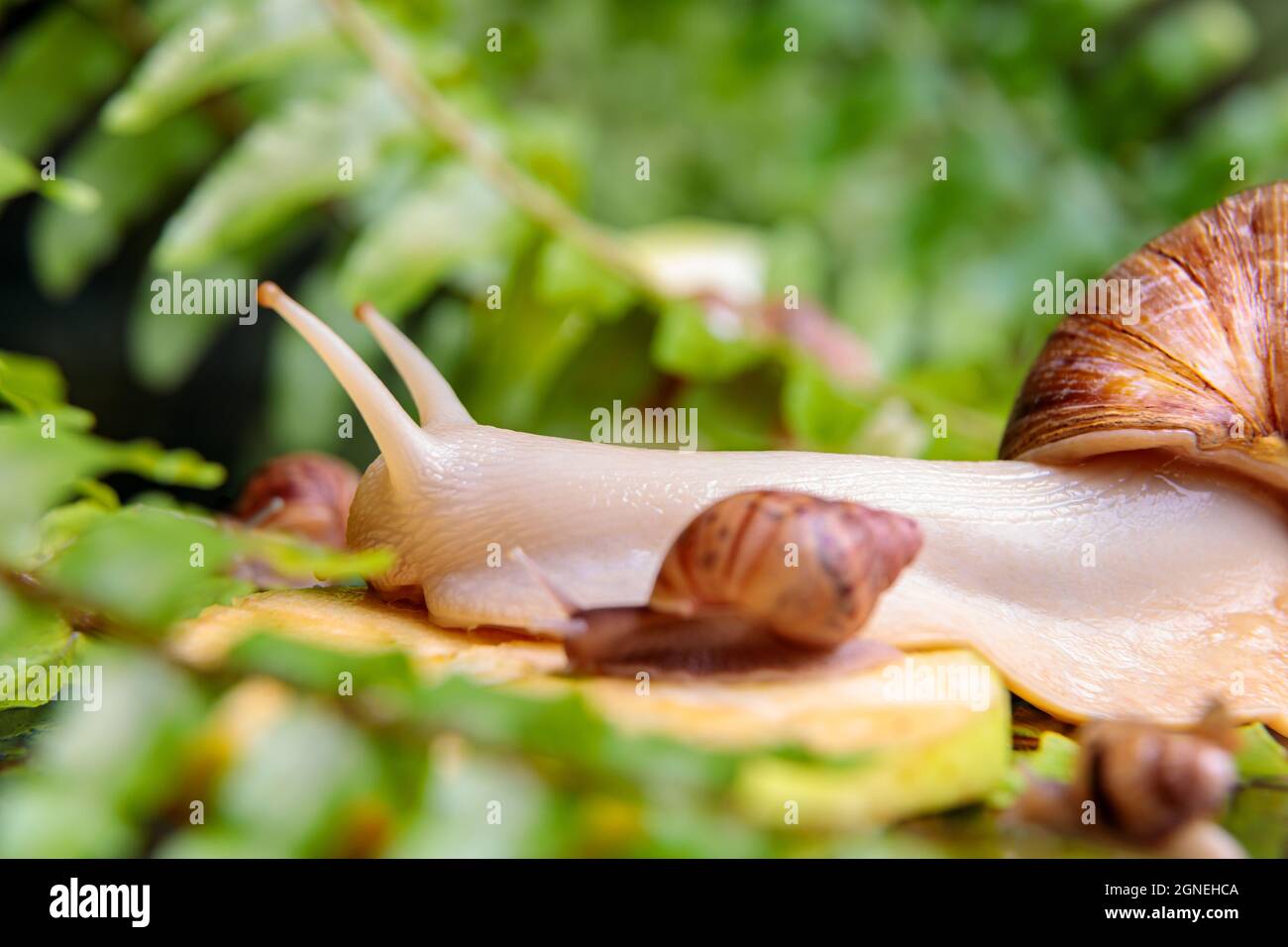 Apple over grass hi-res stock photography and images - Alamy