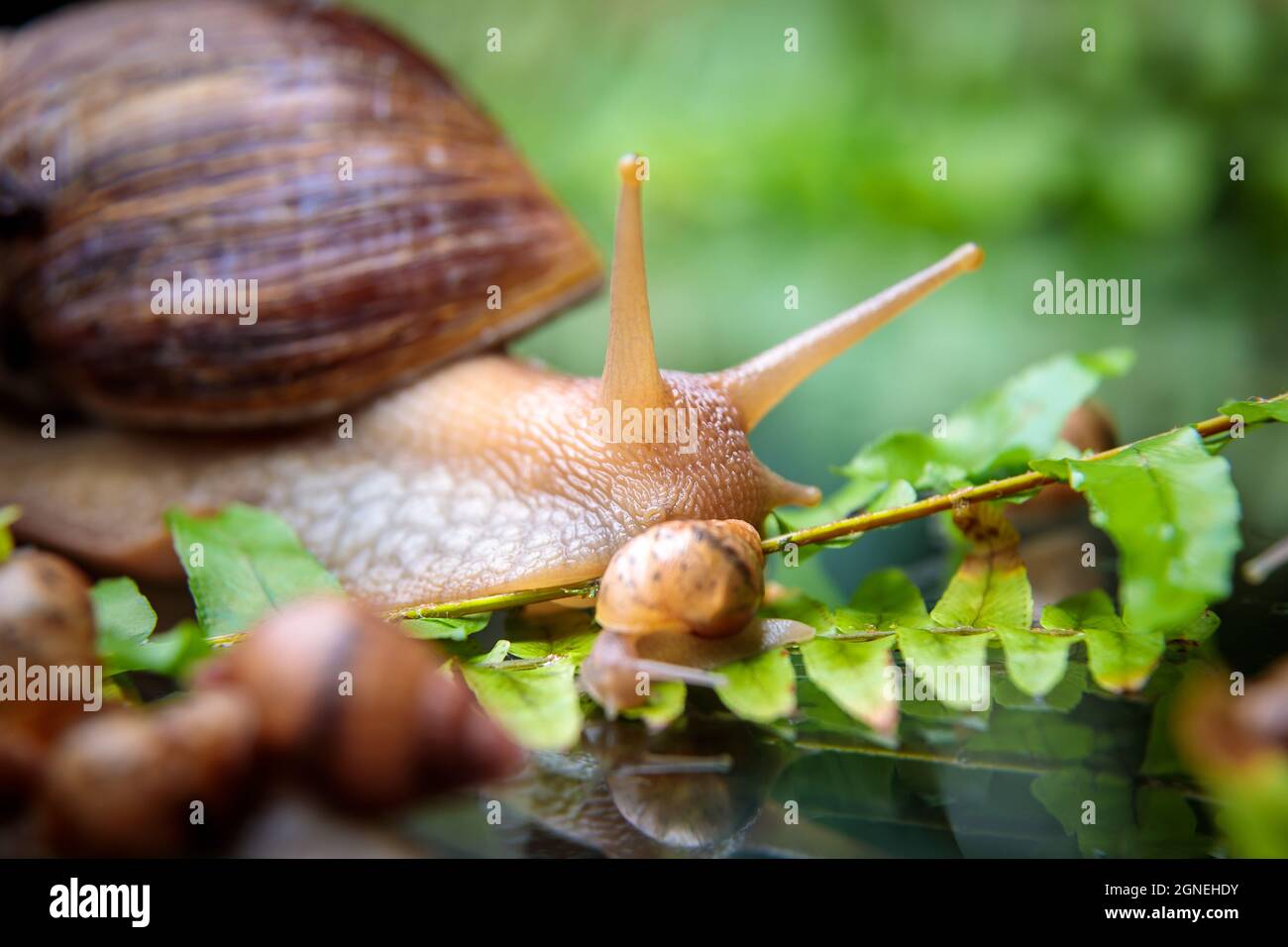 A large white snail with small snails is crawling along the branches of ...