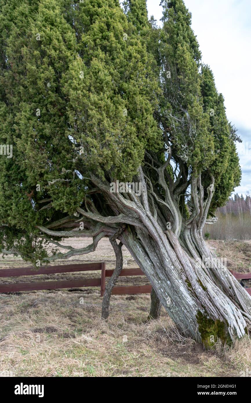 Large juniper hi-res stock photography and images - Alamy