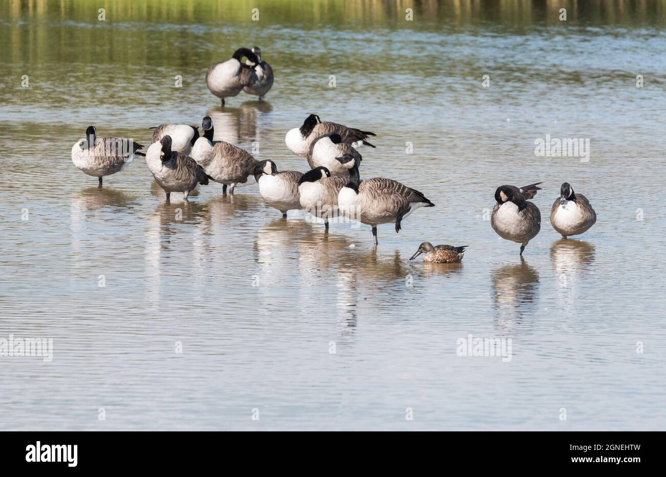 Small flock of Canada Geese (Branta canadensis Stock Photo - Alamy
