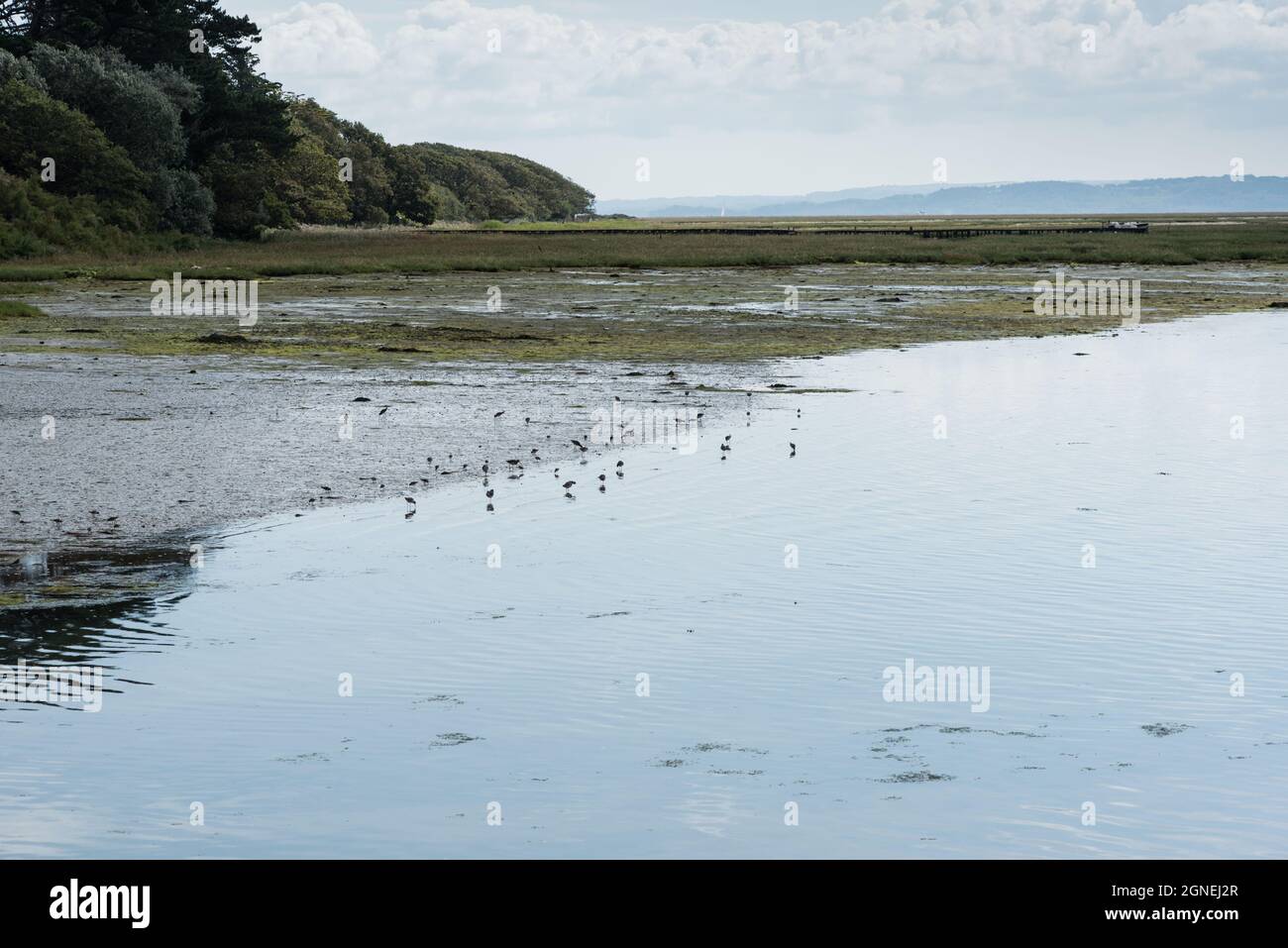 Flock of Redshank (and other birds) at Lymington Pier, Hants Stock ...