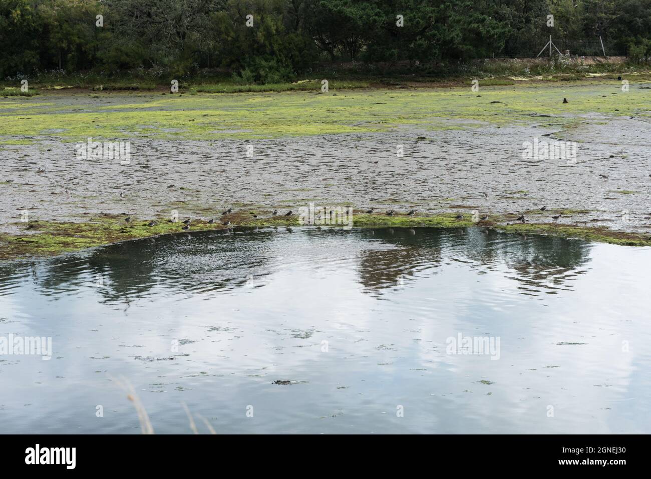 Flock of Redshank (and other birds) at Lymington Pier, Hants Stock ...