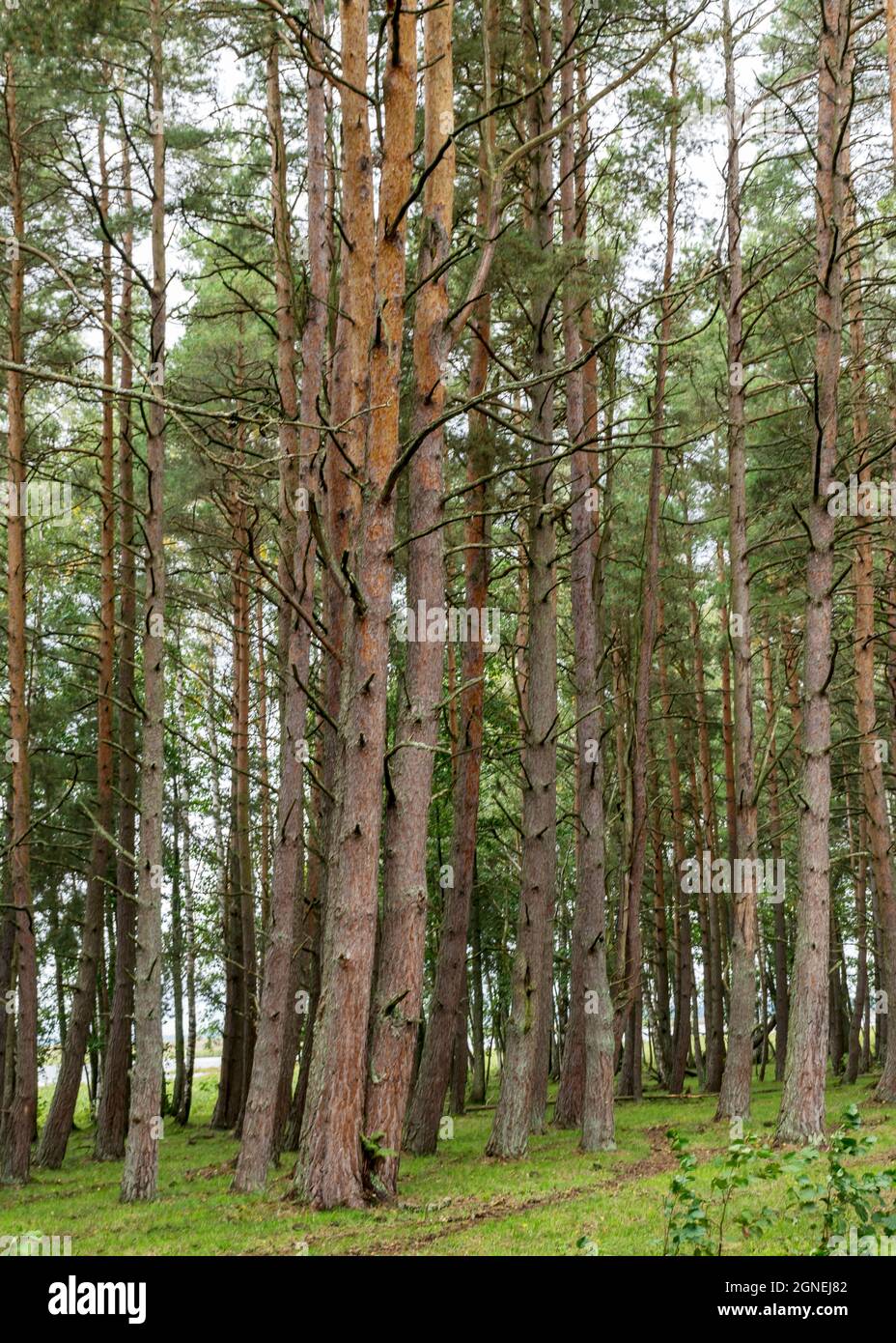 Parallel tree trunks hi-res stock photography and images - Alamy