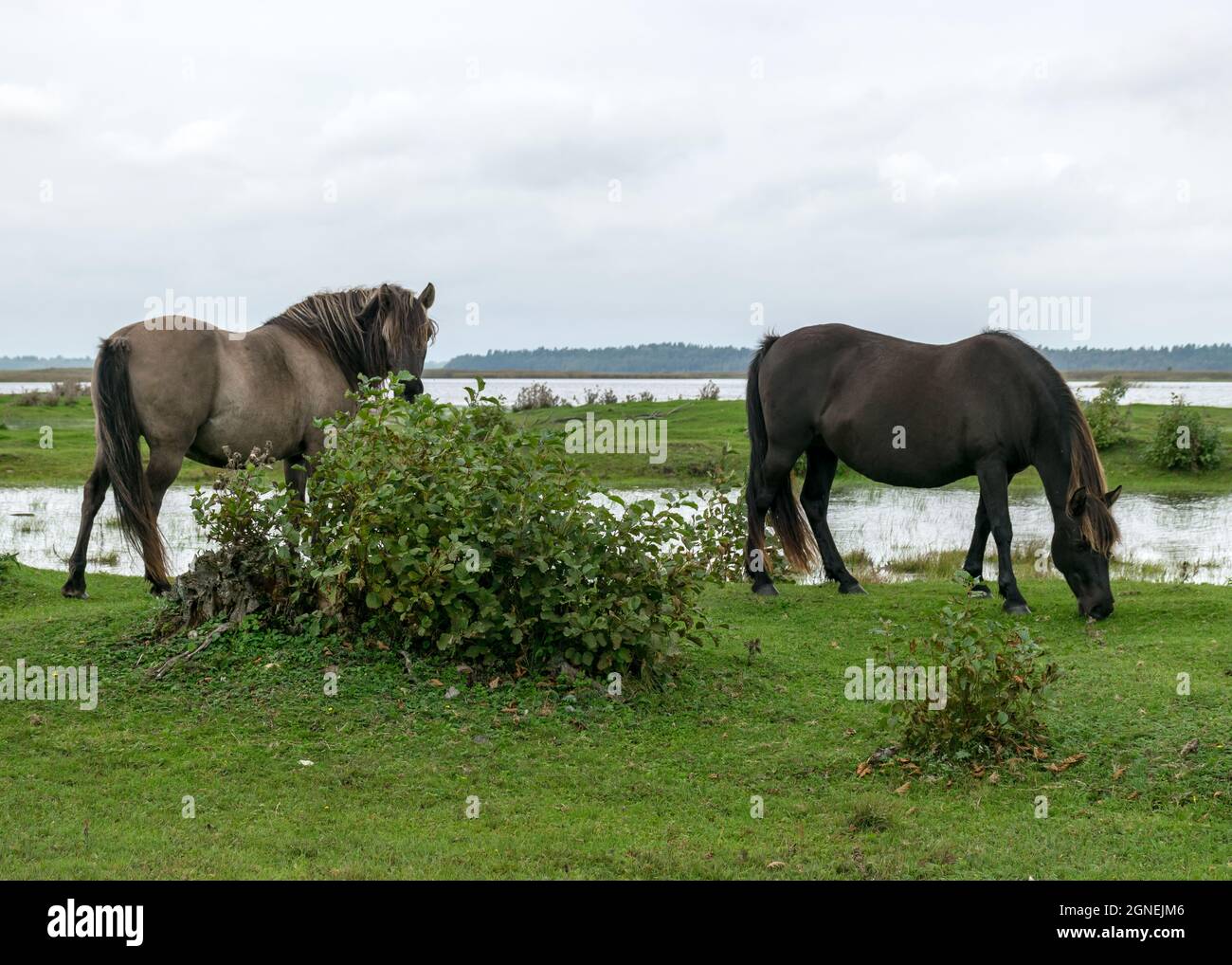 landscape with horses grazing on the shore of the lake, the inhabitants ...