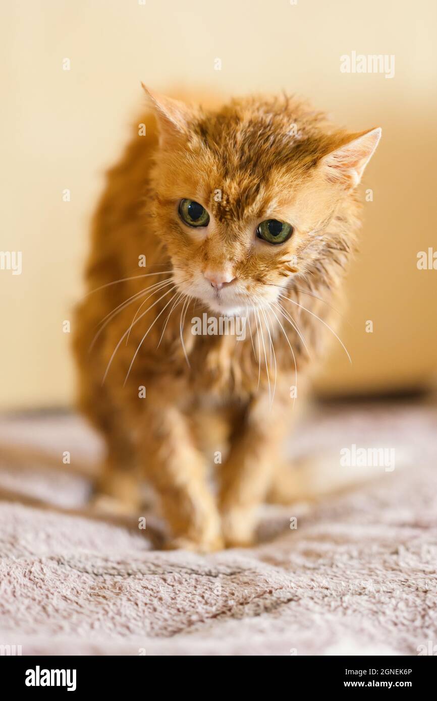 Old ginger cat is washed after taking a bath Stock Photo - Alamy