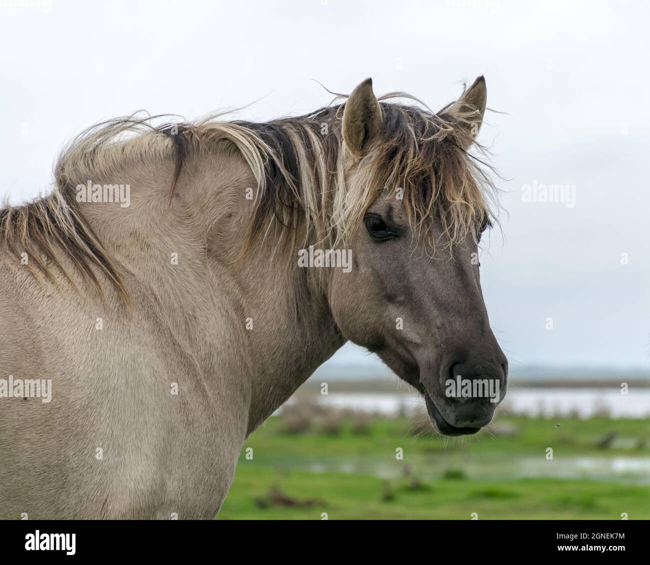 landscape with horses grazing on the shore of the lake, the inhabitants ...