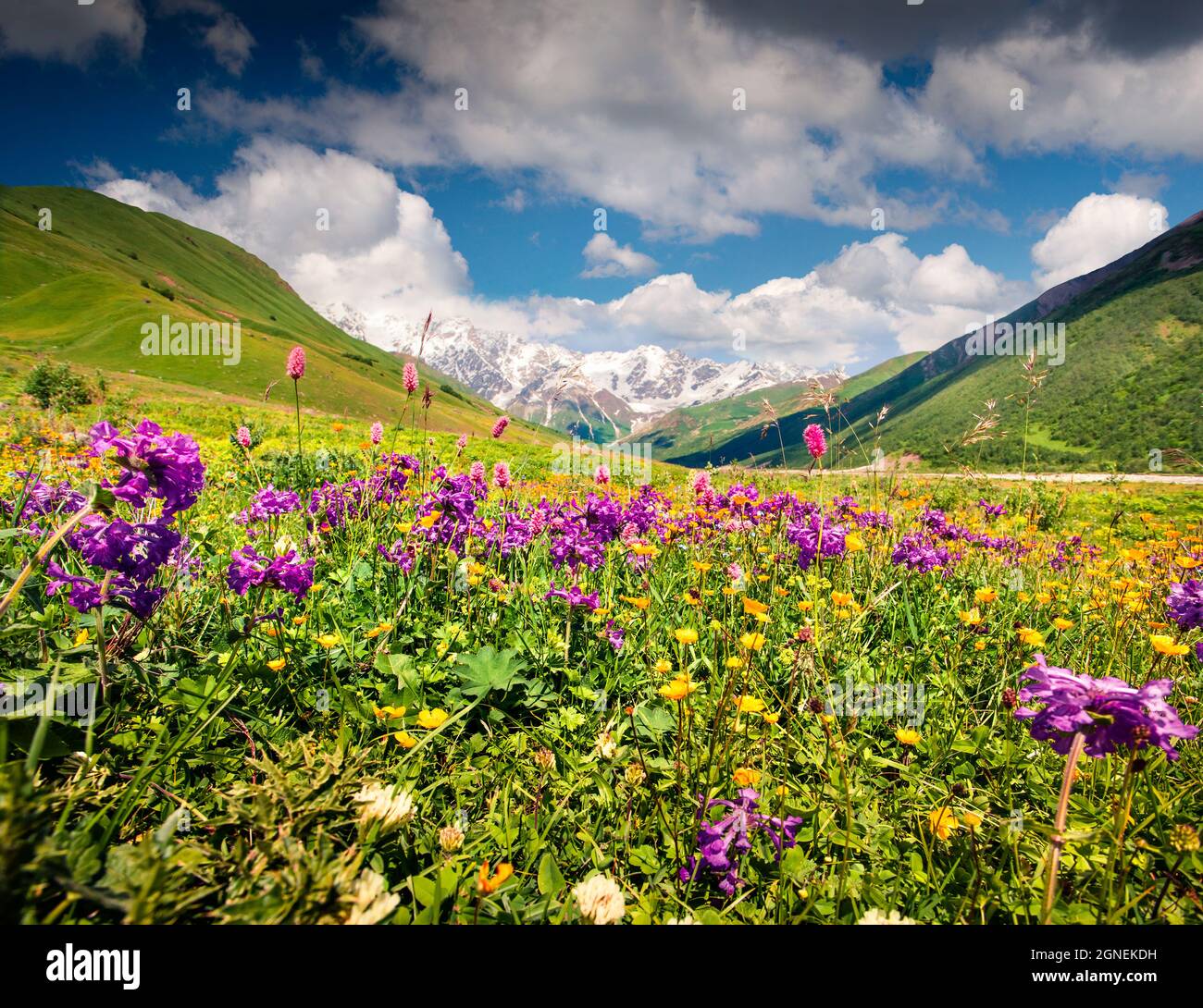 Spectacular summer view on the bloobing flowers in Caucasus mountains ...