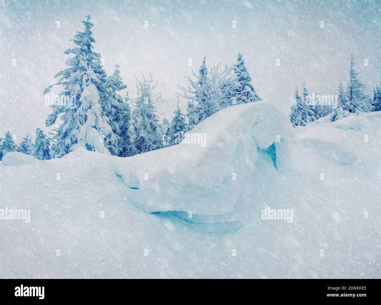 Blizzard in mountain forest with snow covered fir trees. Splendid ...