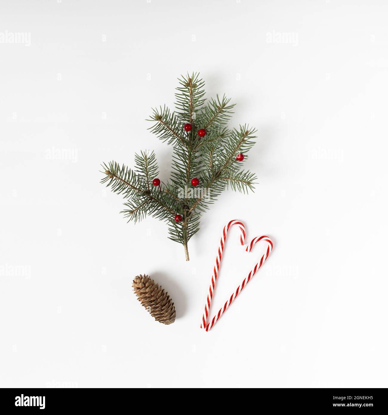 fir tree branch with candy cane cone. High quality and resolution ...