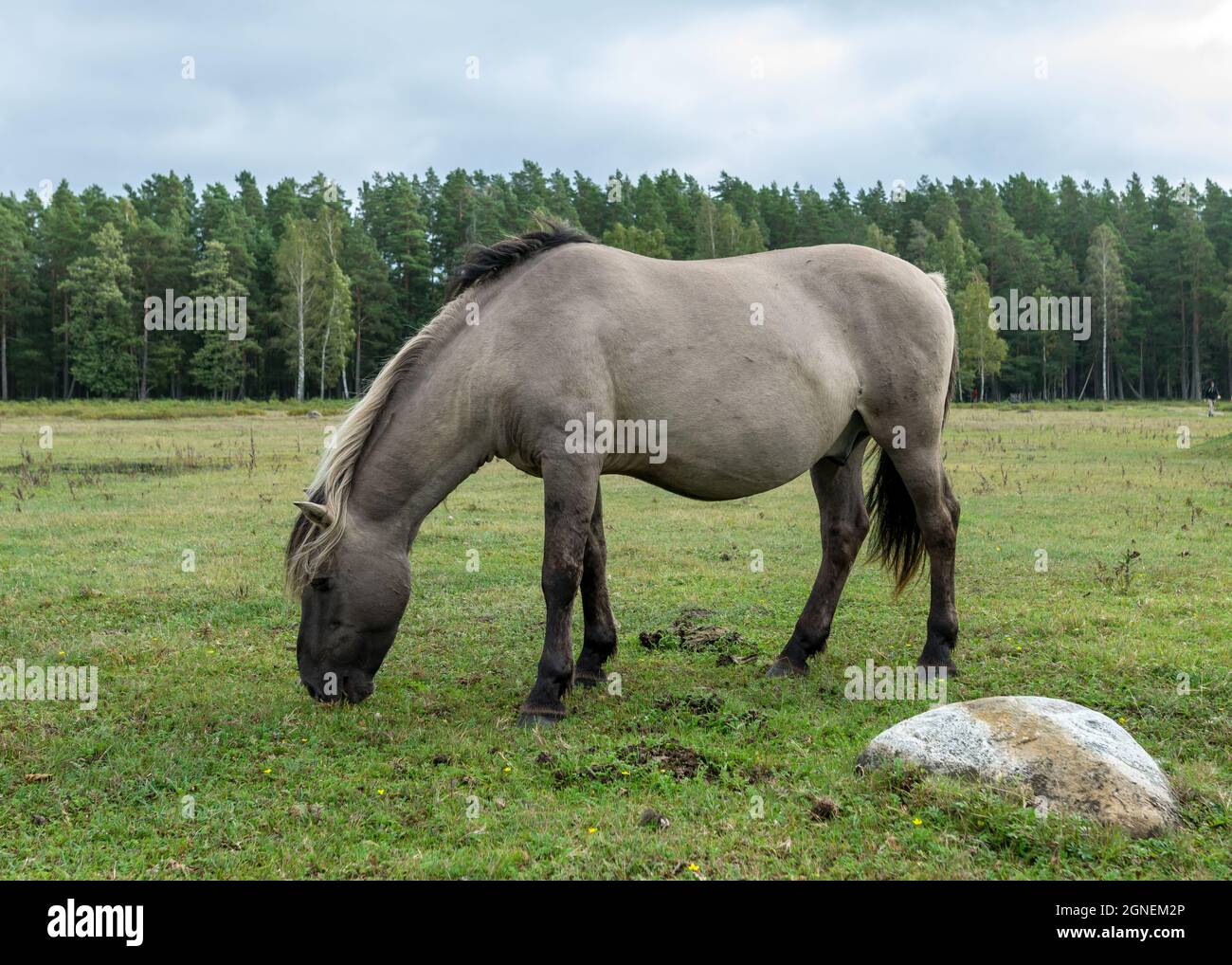 landscape with horses grazing on the shore of the lake, the inhabitants ...