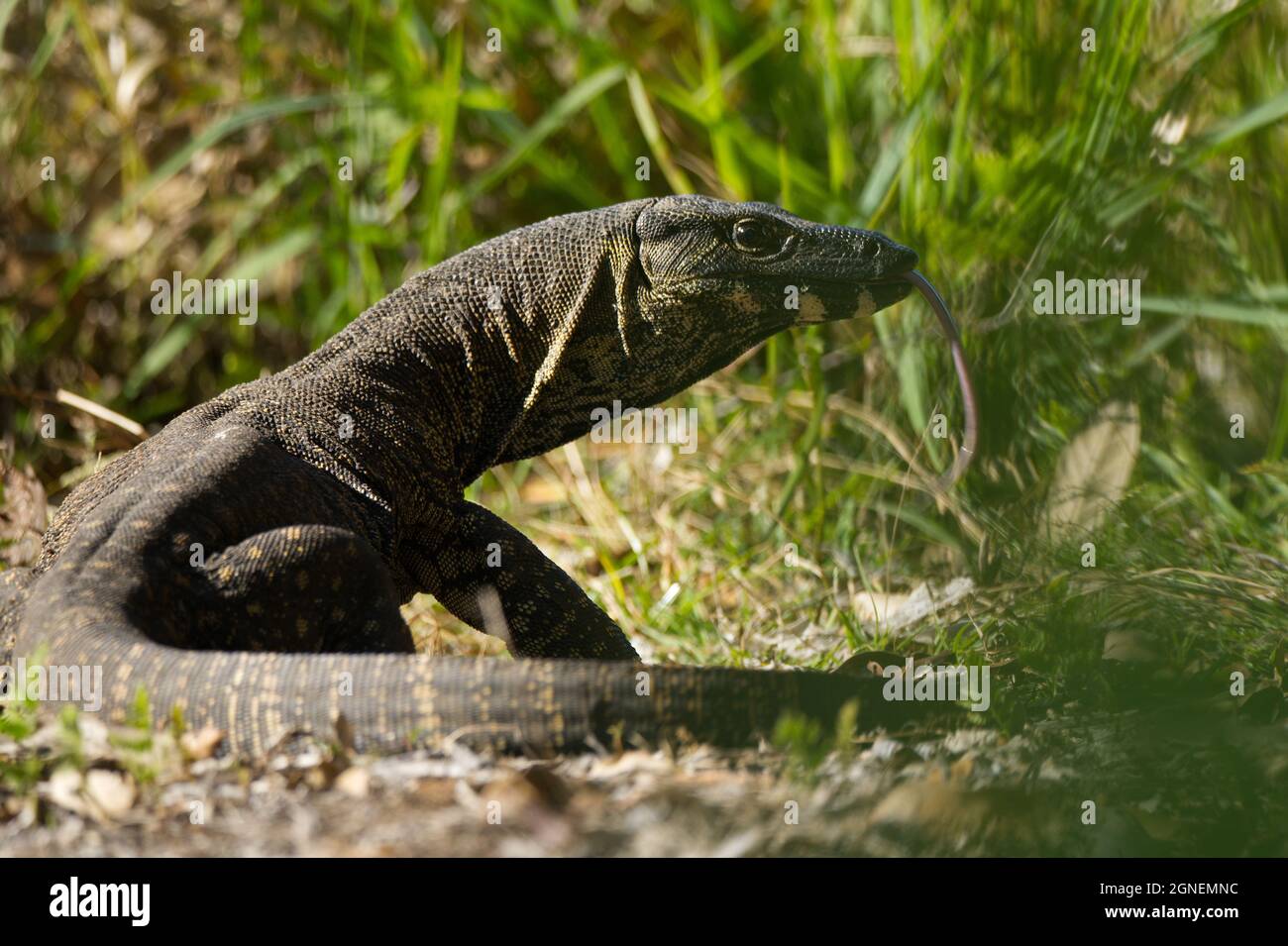 Goanna on the Sunshine coast, Queensland, Australia Stock Photo - Alamy