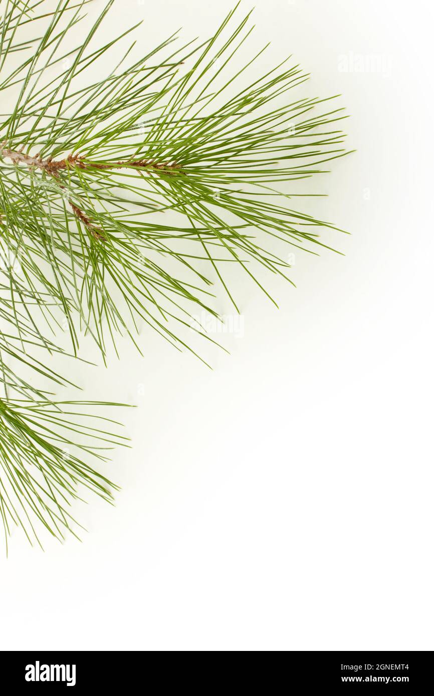 Pine tree twig on a white background Stock Photo - Alamy