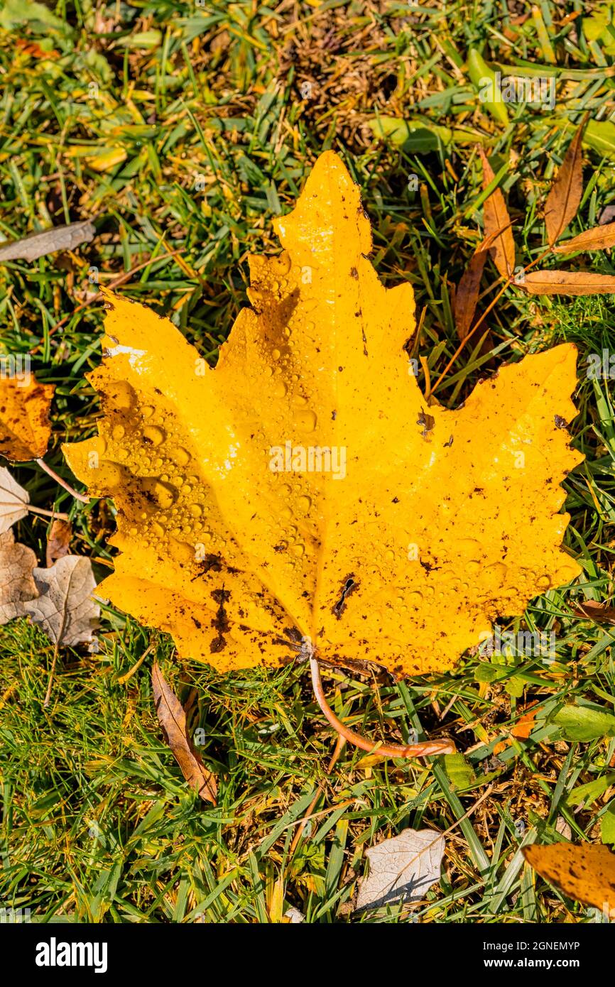 Autumn background with yellow leaves and rain drops Stock Photo - Alamy