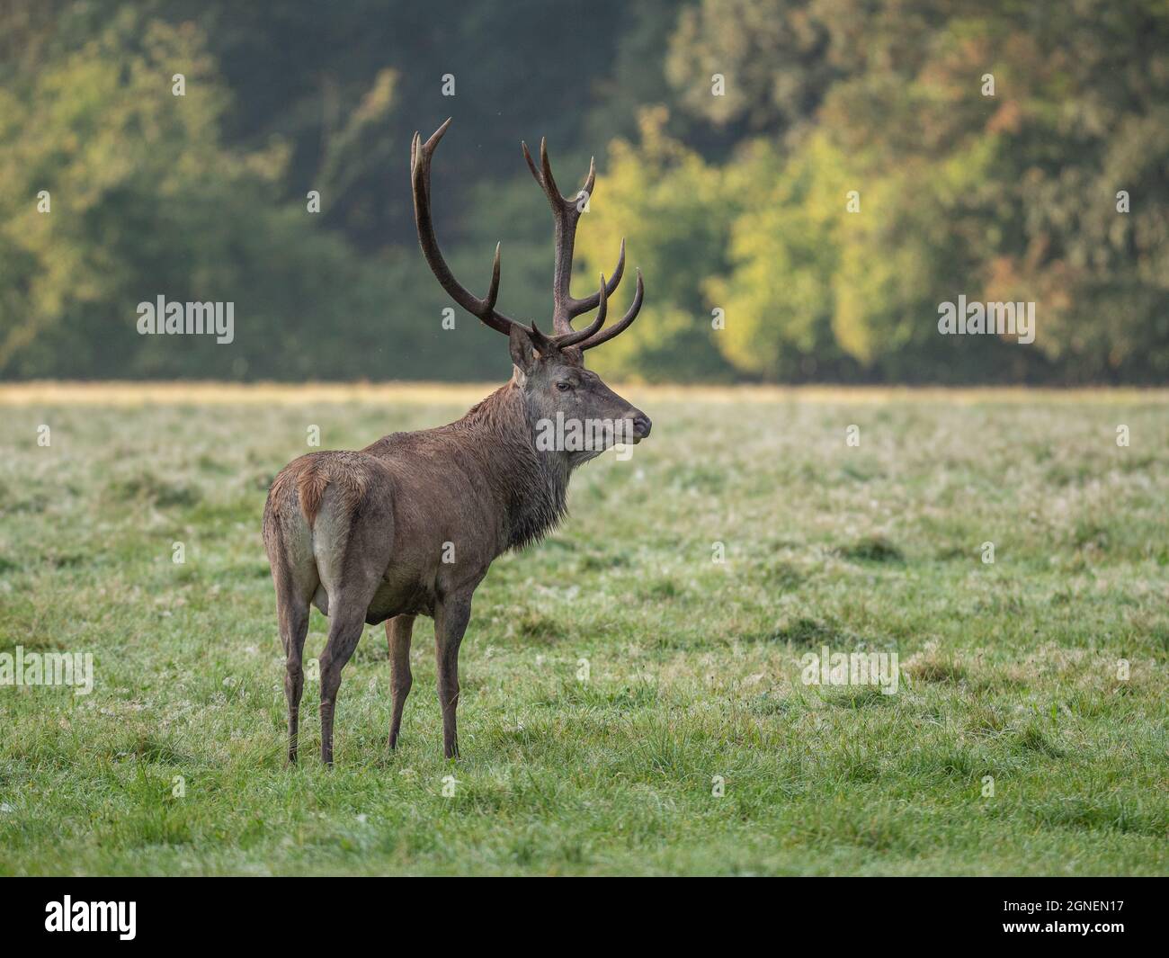 Rutting season roe deer game hi-res stock photography and images - Alamy