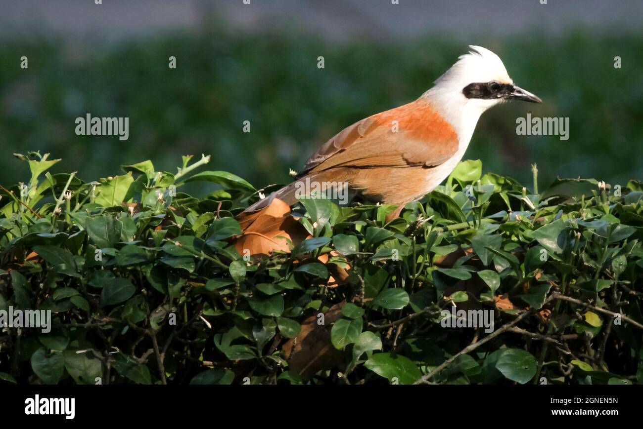 Ho Chi Minh city in southern Vietnam Stock Photo - Alamy