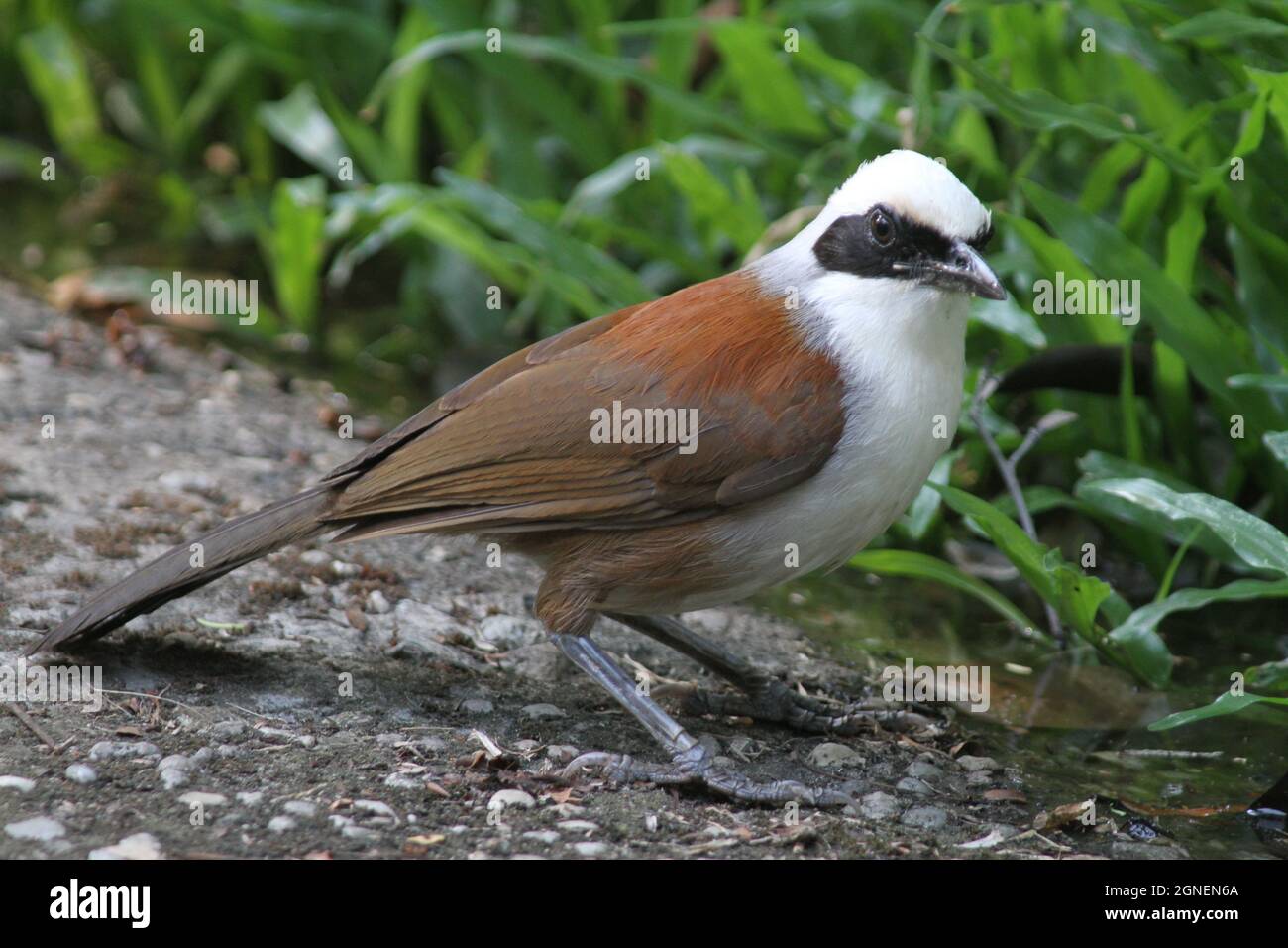 Ho Chi Minh city in southern Vietnam Stock Photo - Alamy