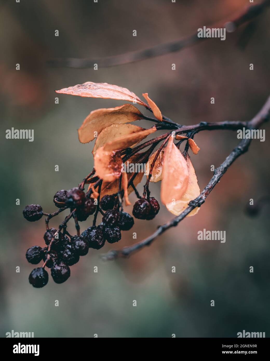 Rotten berries hi-res stock photography and images - Alamy