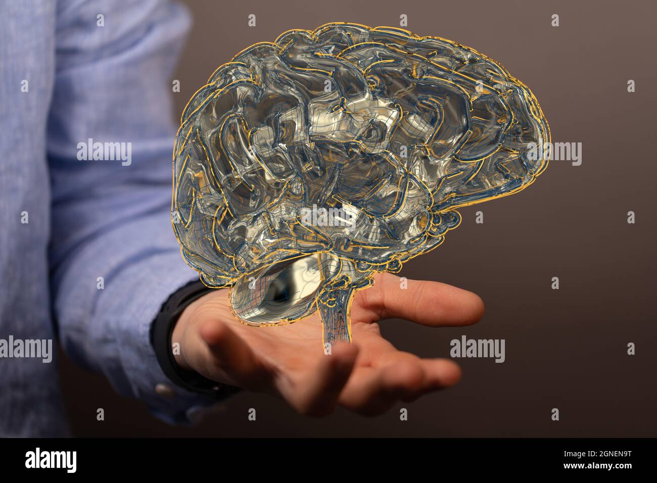 3d illustration of the human brain on the palm of a hand Stock Photo ...