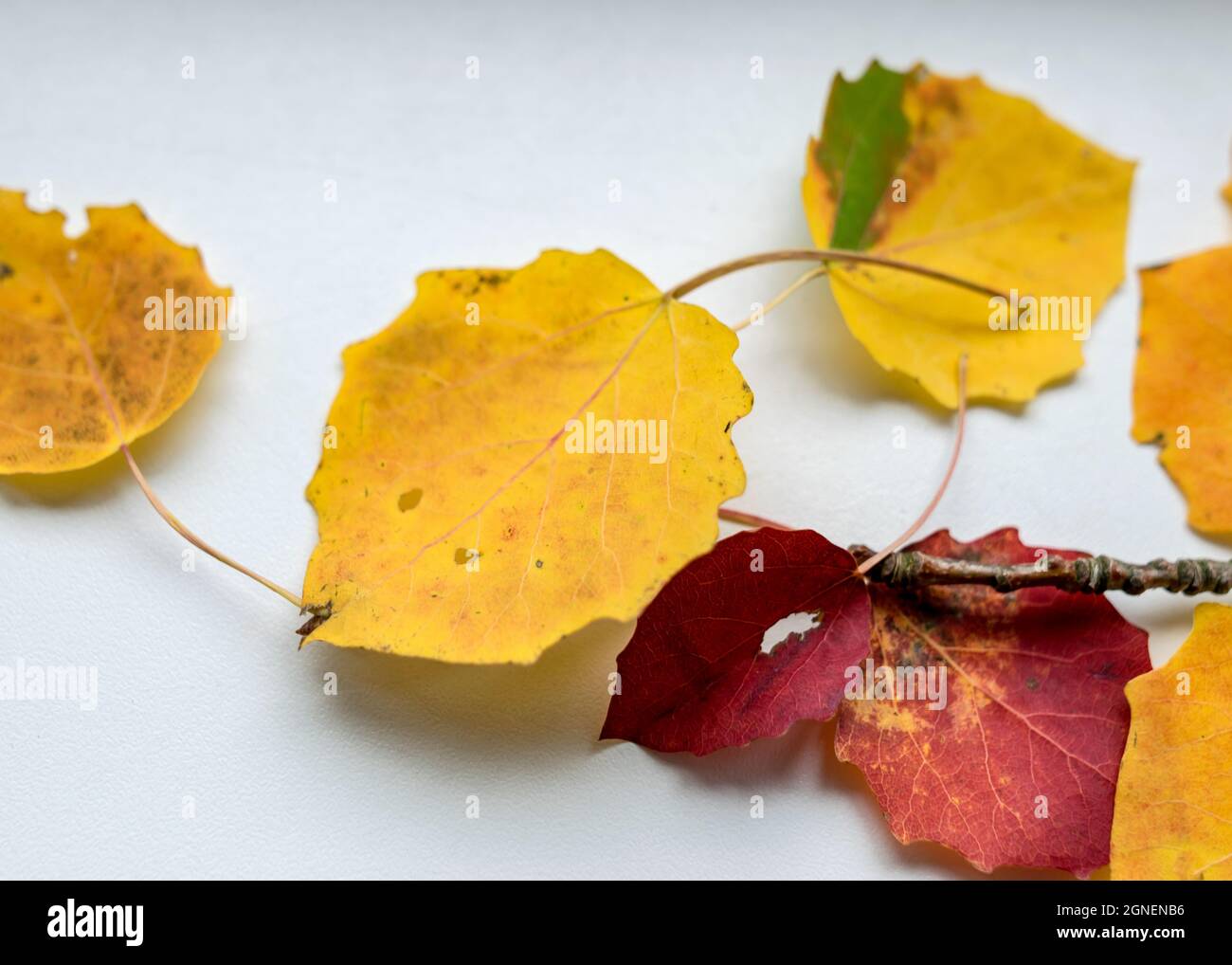 beautiful, colored aspen tree leaves on a light background, autumn ...