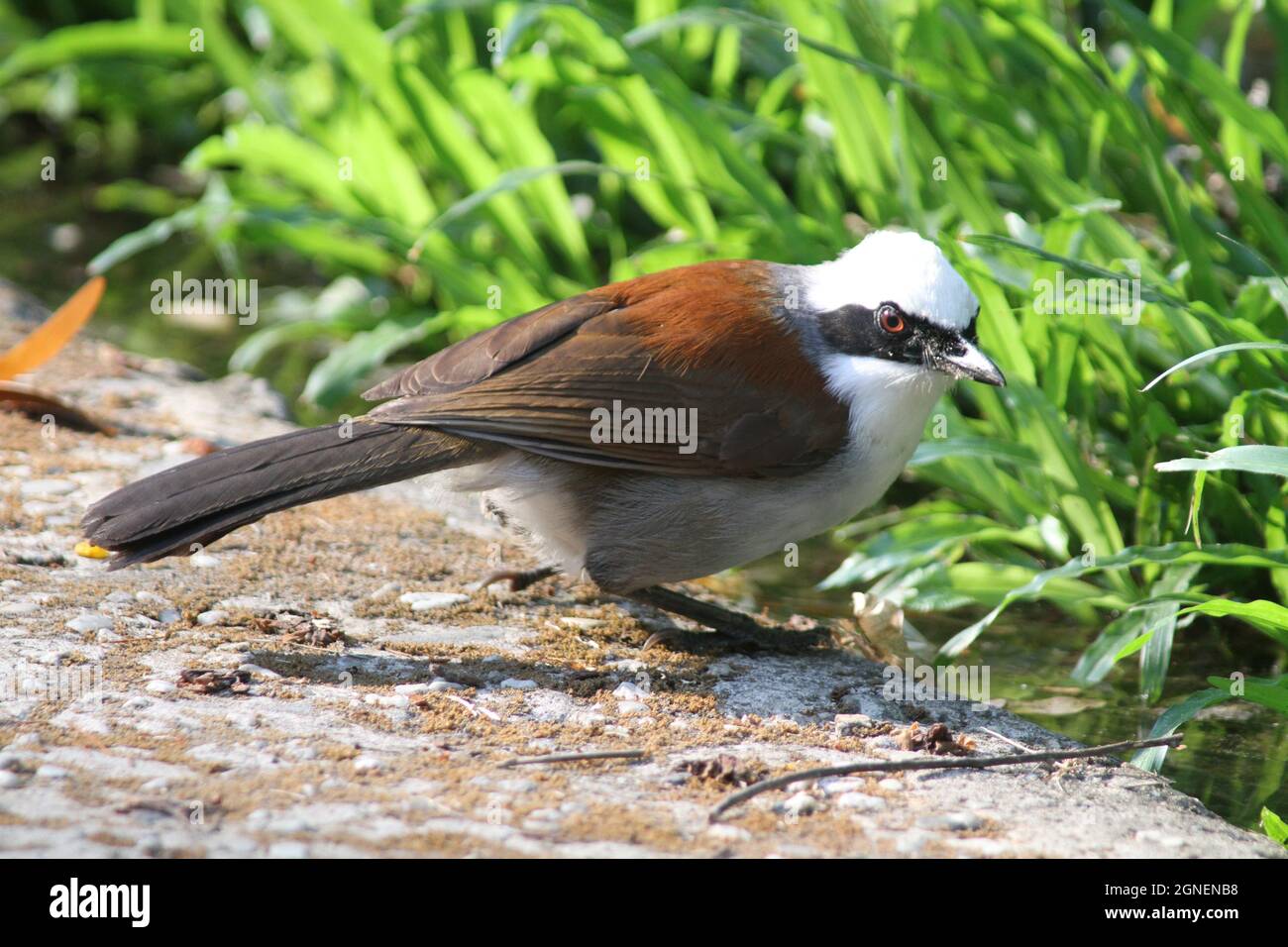 Ho Chi Minh city in southern Vietnam Stock Photo - Alamy