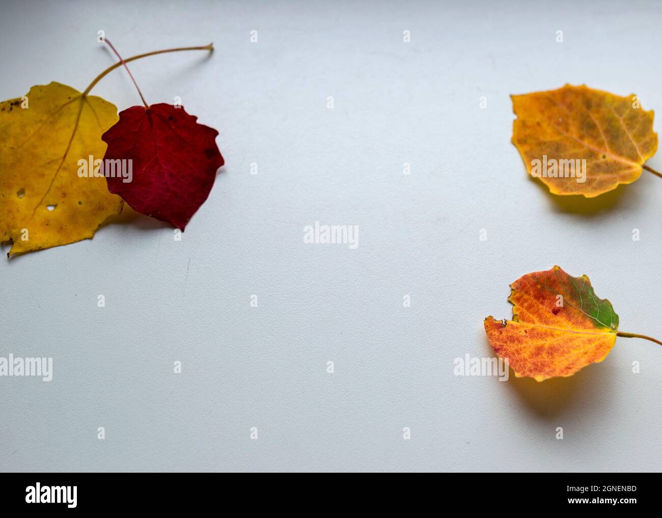 beautiful, colored aspen tree leaves on a light background, autumn ...