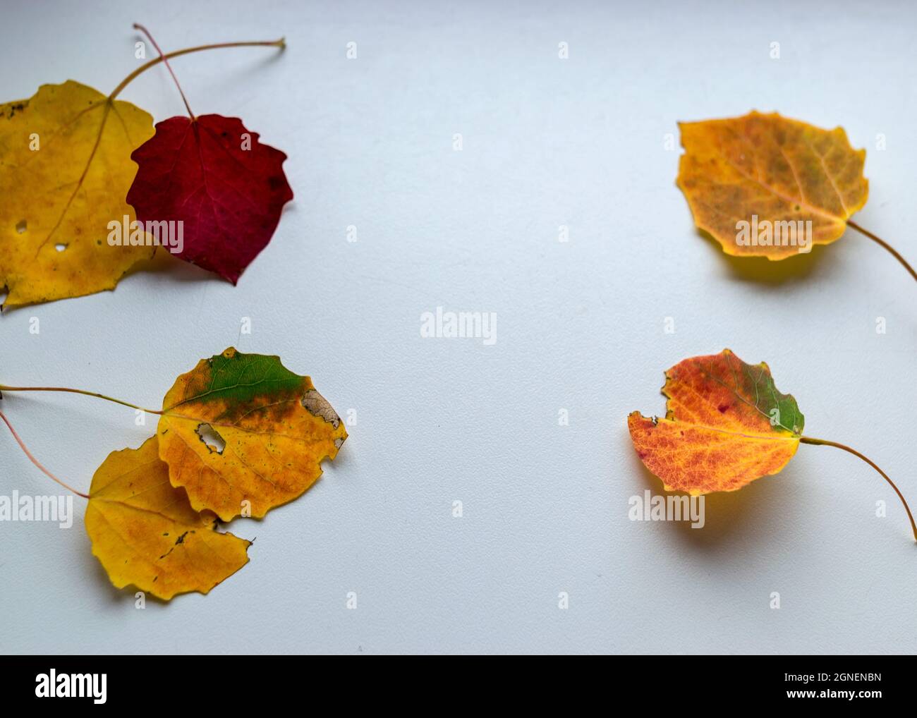 beautiful, colored aspen tree leaves on a light background, autumn ...