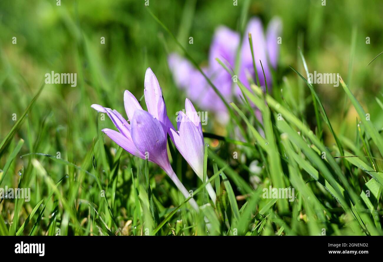 Garmisch Partenkirchen, Germany. 25th Sep, 2021. Autumn crocus blooms ...