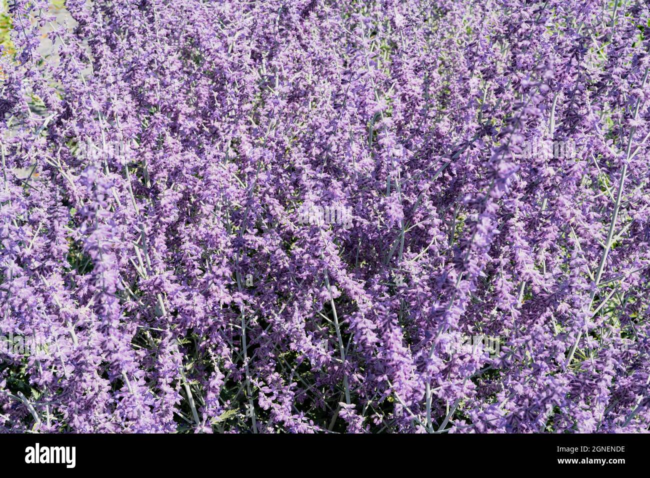 Beautiful Violet Color Flowers Background. Floral Image. High quality ...