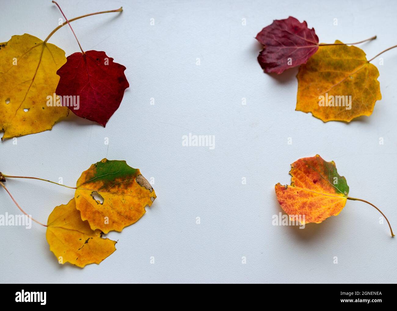 beautiful, colored aspen tree leaves on a light background, autumn ...