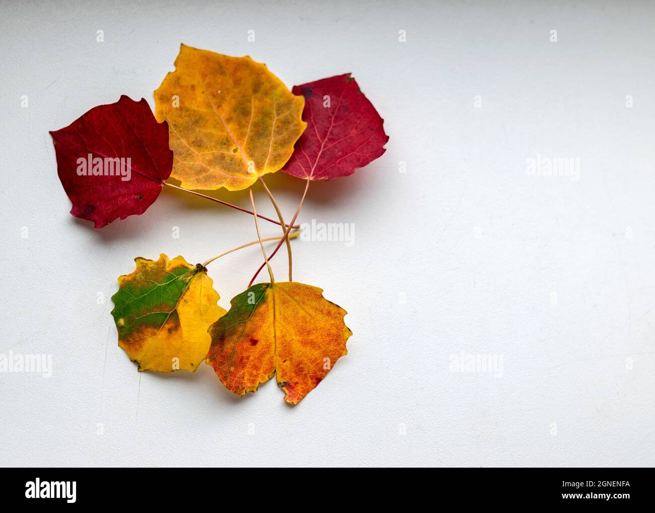 beautiful, colored aspen tree leaves on a light background, autumn ...
