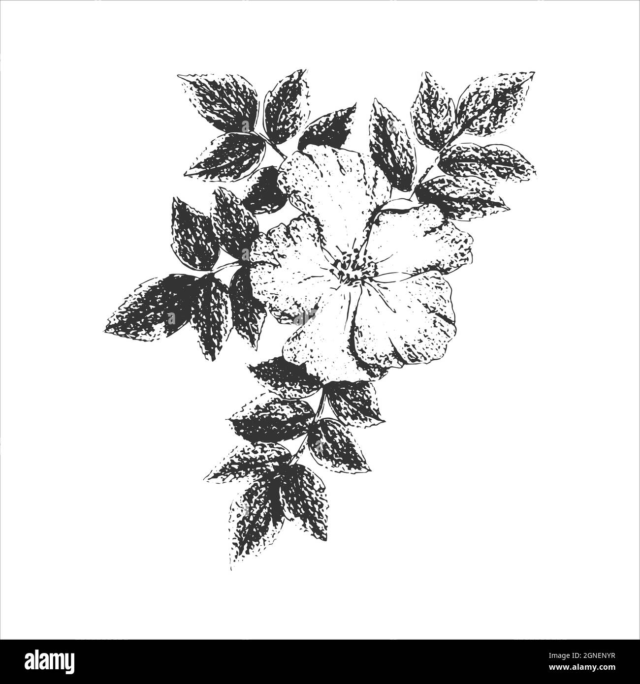 Rose drawing Stock Vector Images - Alamy
